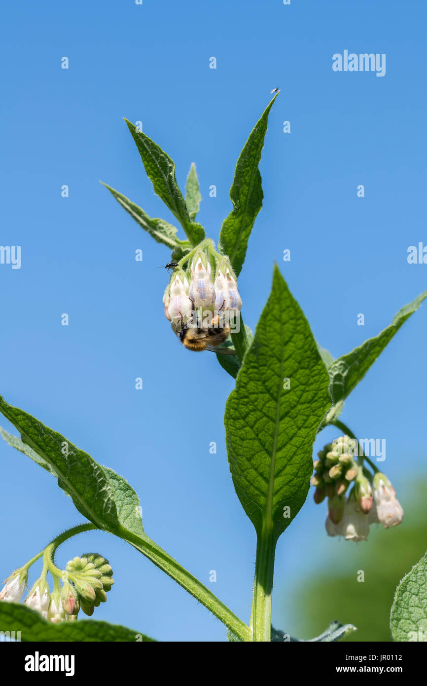Comfrey plant food hi-res stock photography and images - Alamy