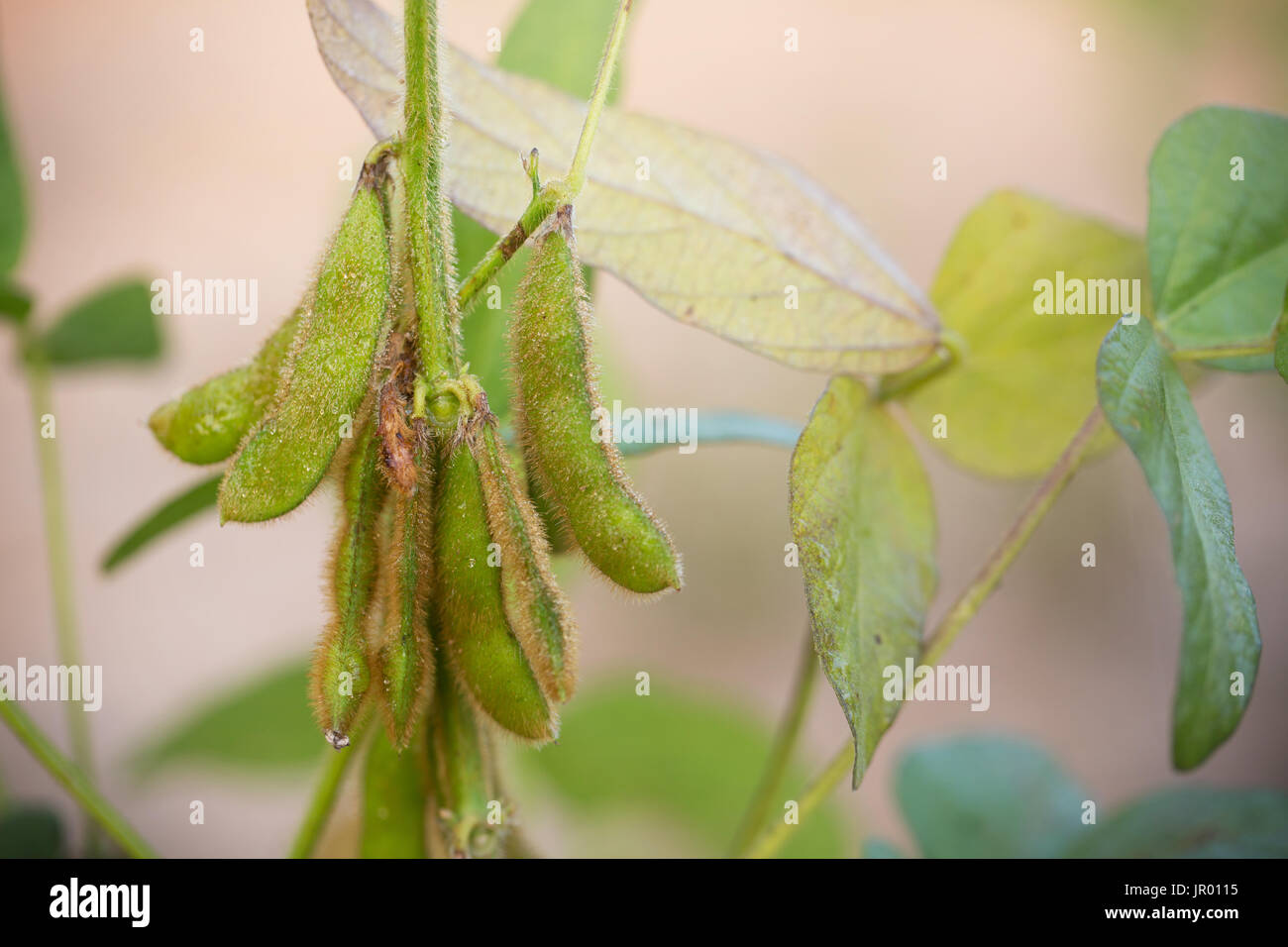 Fat field plant hi-res stock photography and images - Alamy