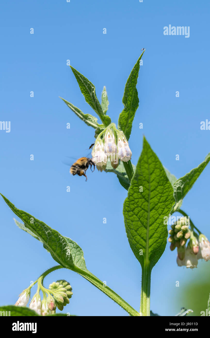 Wild comfrey hi-res stock photography and images - Alamy