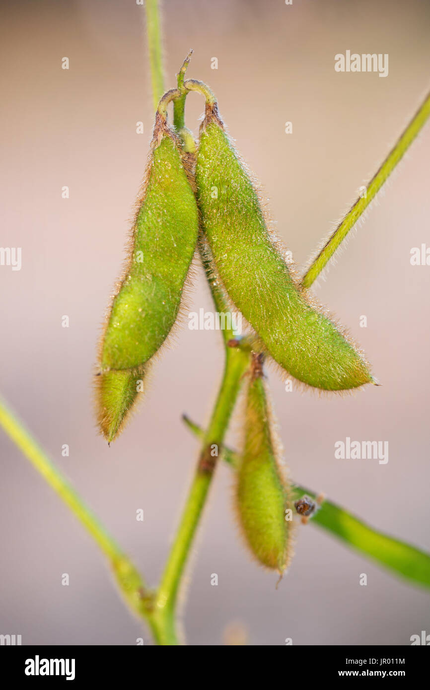 Fat field plant hi-res stock photography and images - Alamy