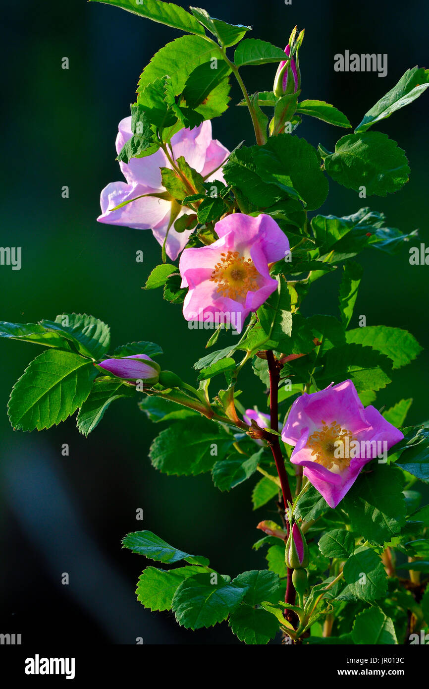 Alberta Wild Rose Craft