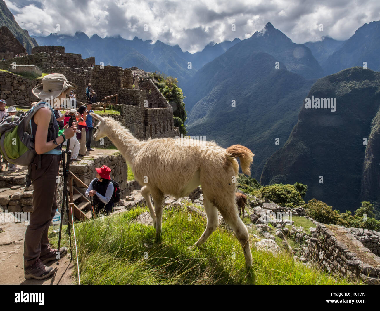 Machu Picchu, Peru - May 22, 2026: Tourists sightseeing ancient inca ...