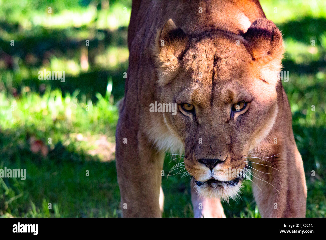 Danger sign lion hi-res stock photography and images - Alamy