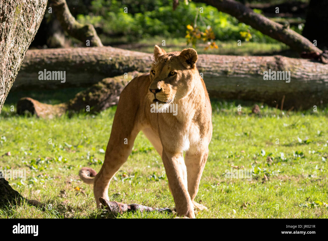 Danger sign lion hi-res stock photography and images - Alamy