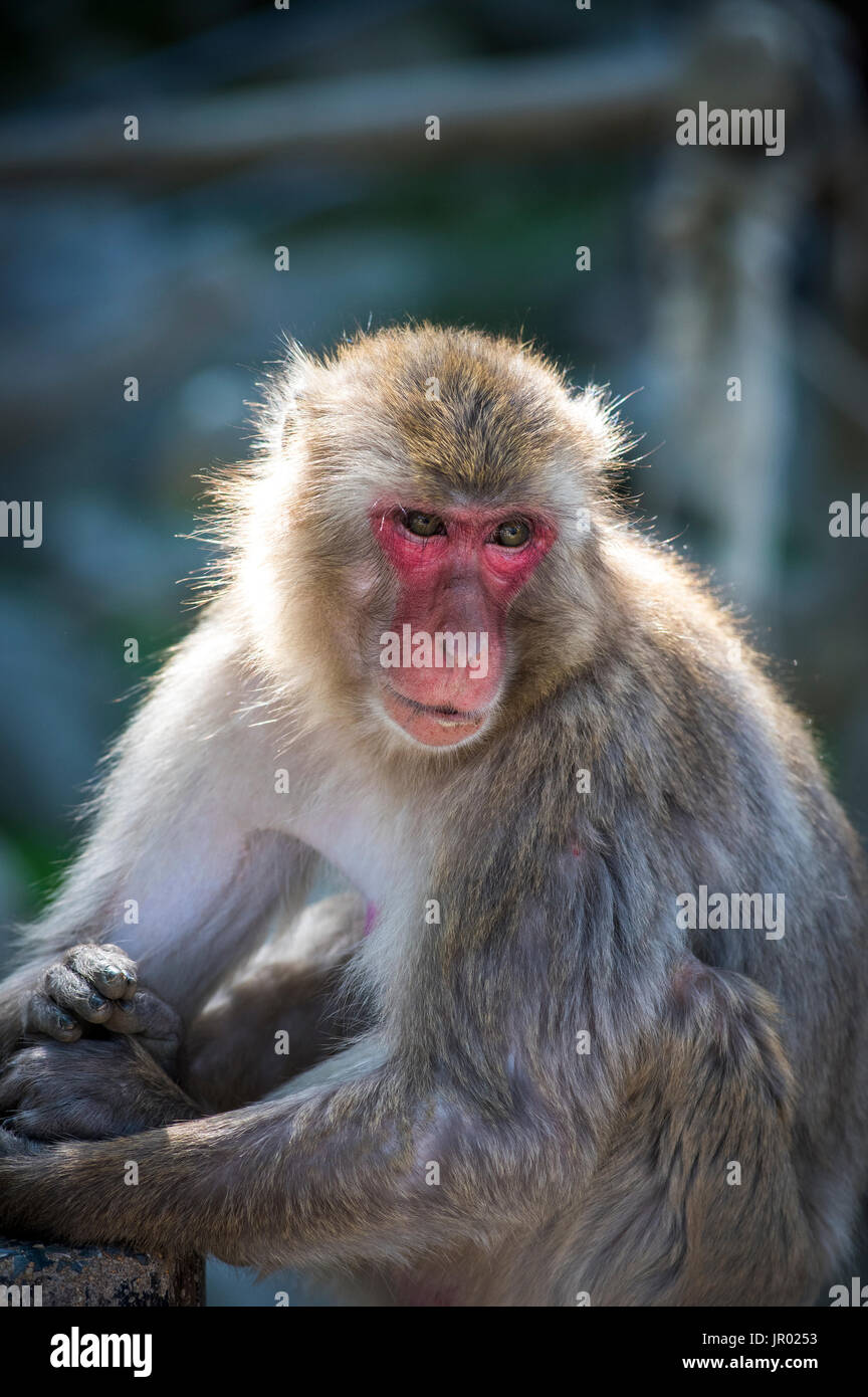 Japanese Macaque Monkeys at Beppu Monkey Park, Kyushu, Japan Stock ...
