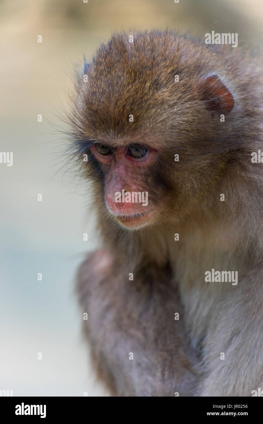 Japanese Macaque Monkeys at Beppu Monkey Park, Kyushu, Japan Stock ...