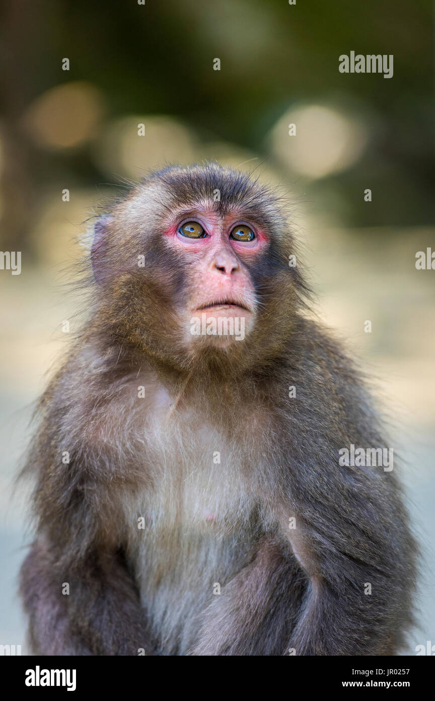 Japanese Macaque Monkeys at Beppu Monkey Park, Kyushu, Japan Stock ...