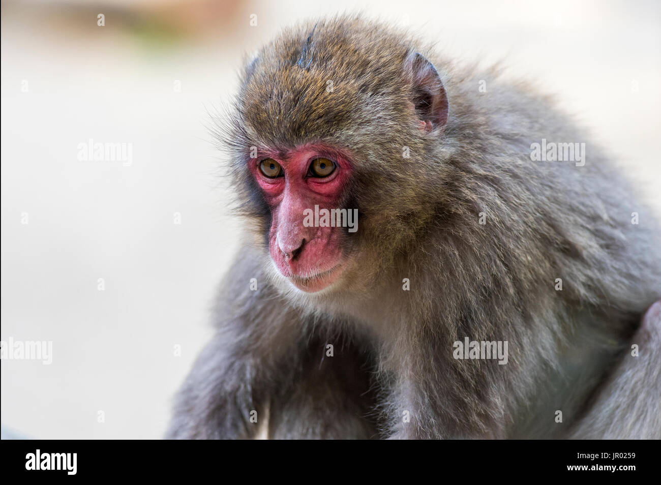 Park monkeys hi-res stock photography and images - Alamy