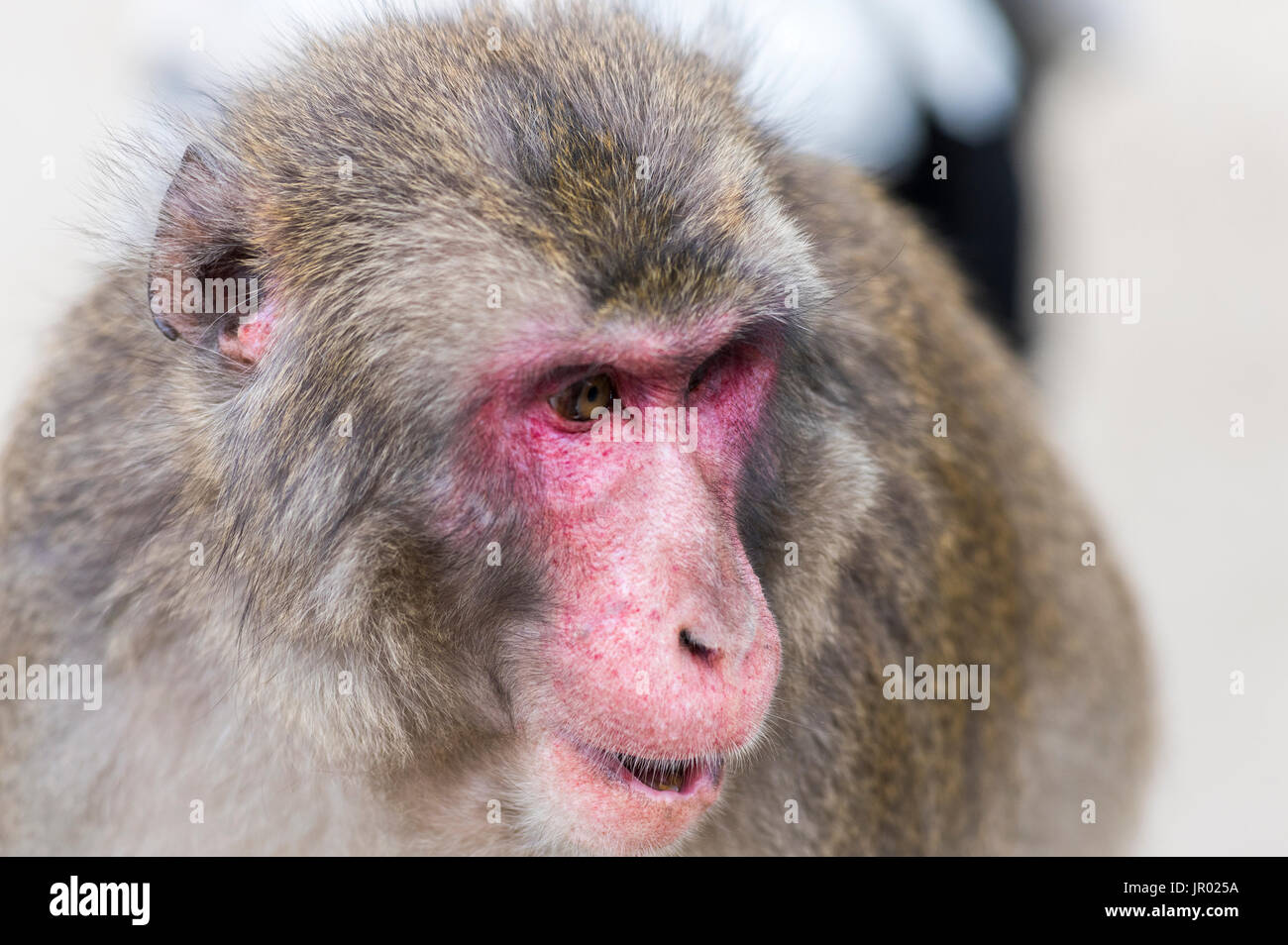 Japanese Macaque Monkeys at Beppu Monkey Park, Kyushu, Japan Stock ...
