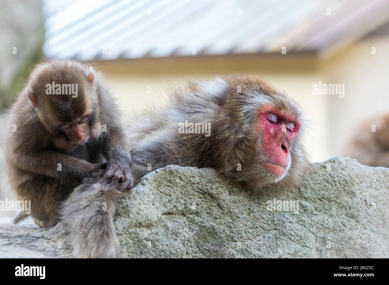 Japanese macaque monkeys High Resolution Stock Photography and Images ...
