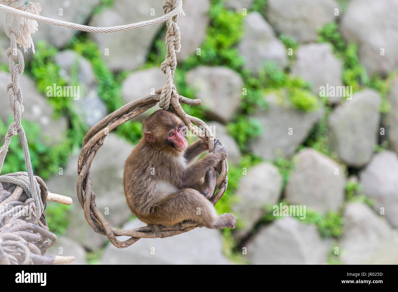 Japanese Macaque Monkeys at Beppu Monkey Park, Kyushu, Japan Stock ...
