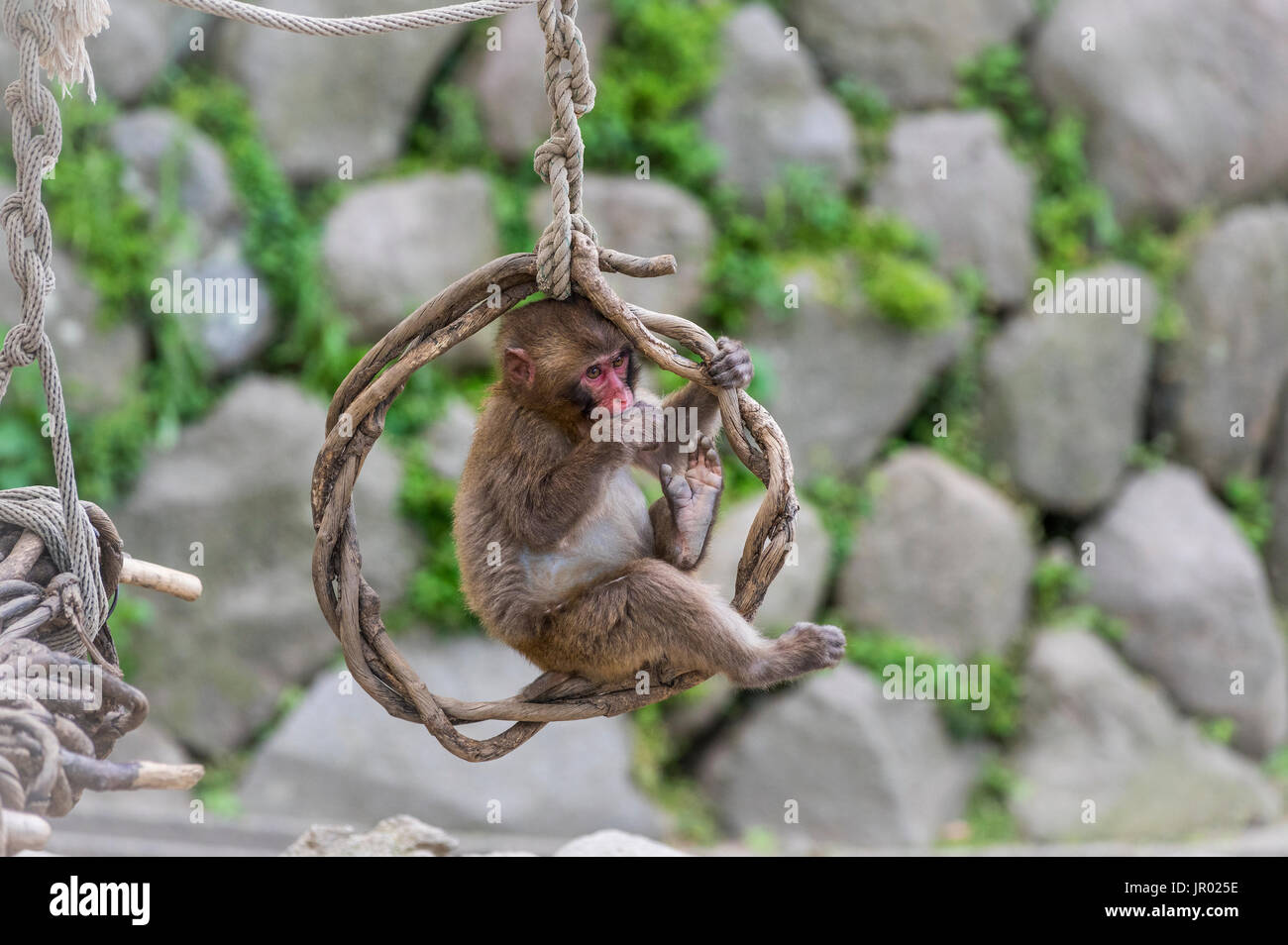 Japanese Macaque Monkeys at Beppu Monkey Park, Kyushu, Japan Stock ...