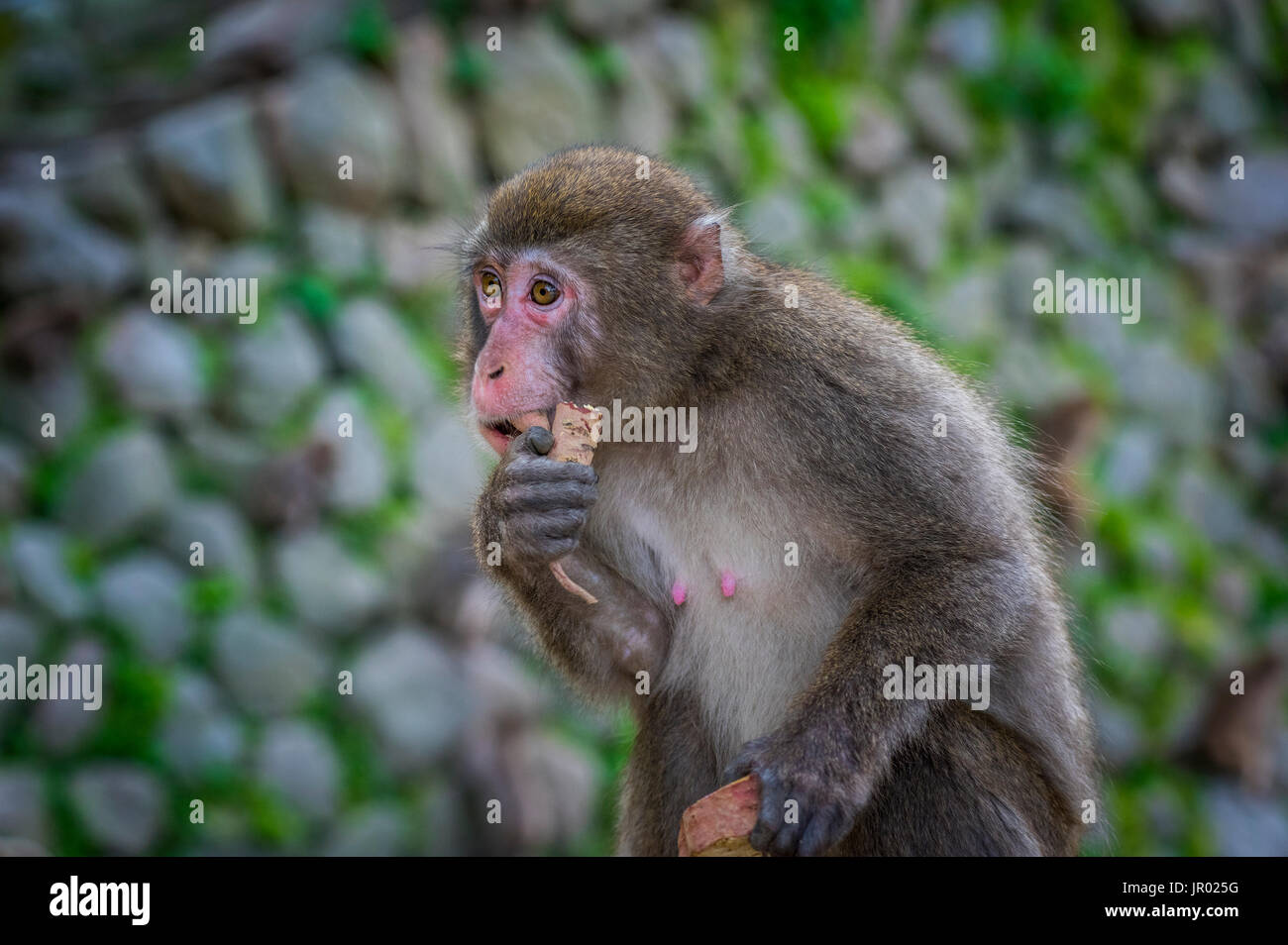 Japanese Macaque Monkeys at Beppu Monkey Park, Kyushu, Japan Stock ...
