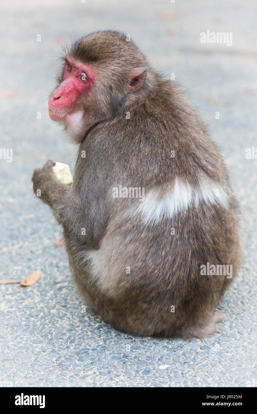 Unusual striped monkey hi-res stock photography and images - Alamy
