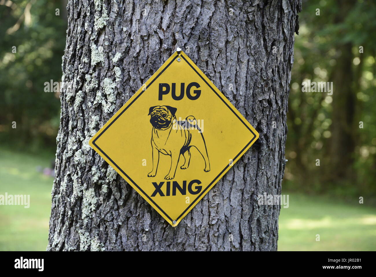 Old pug hi-res stock photography and images - Alamy