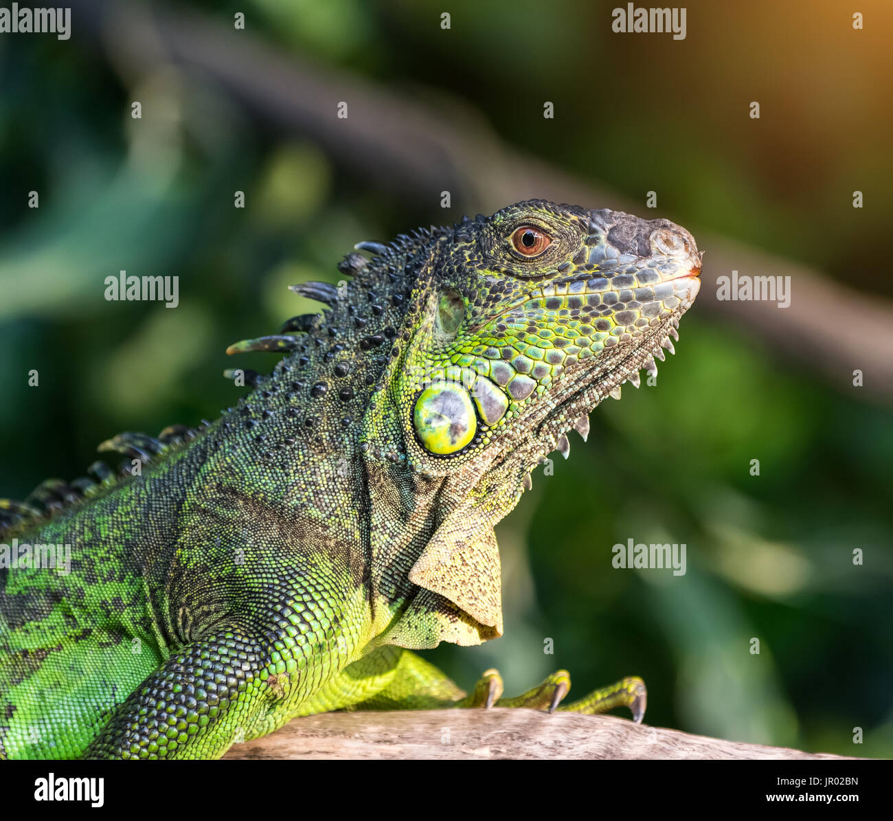 Lizard standing hi-res stock photography and images - Alamy