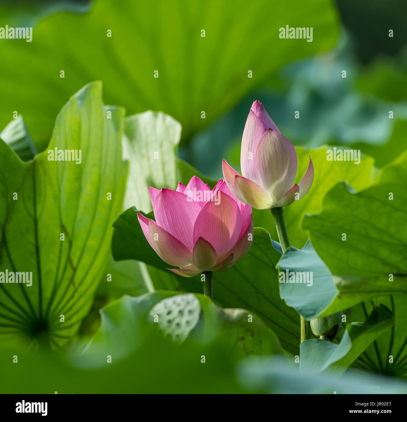 blooming lotus flower Stock Photo - Alamy