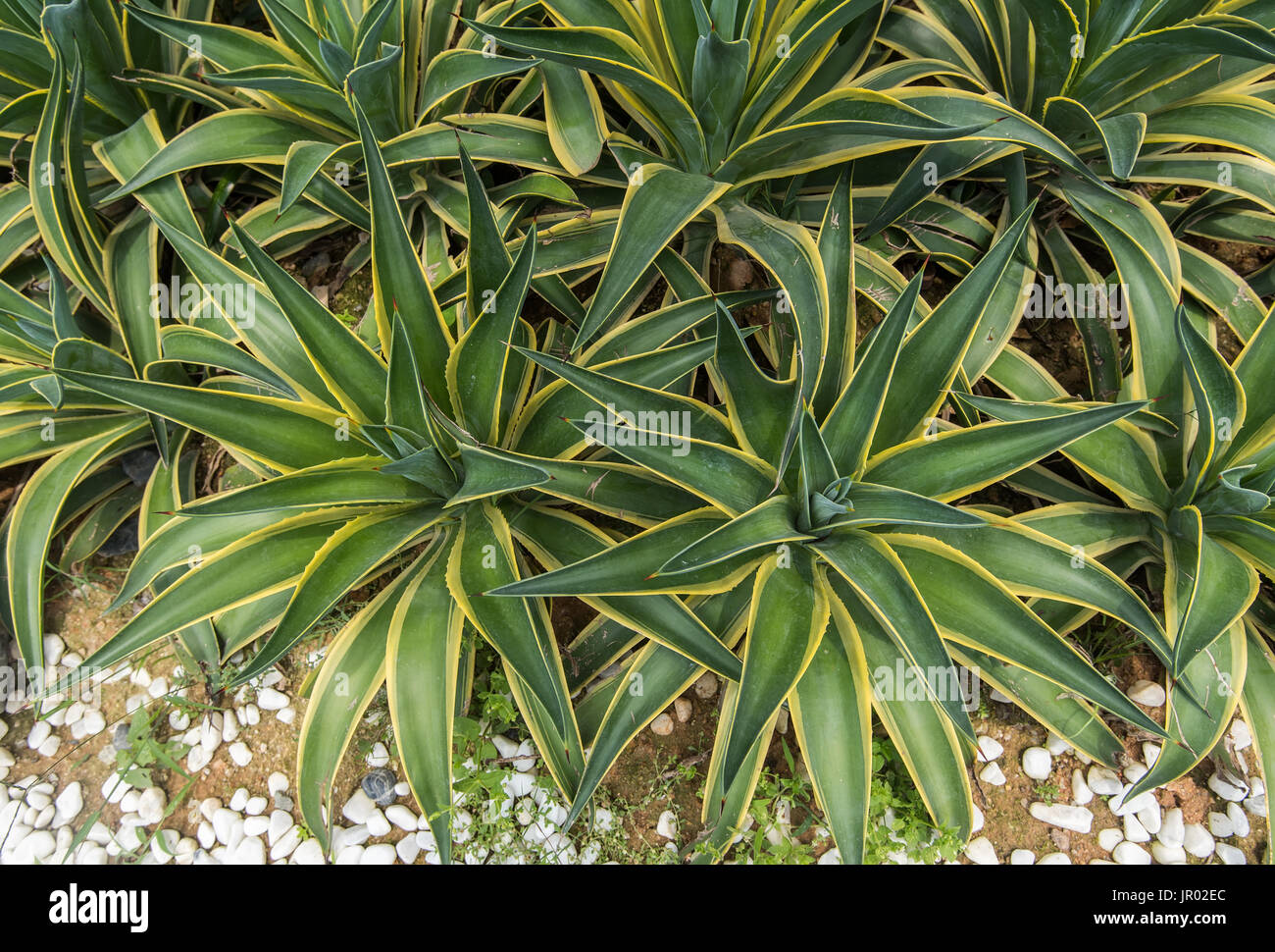 Sharp pointed agave plant leaves Stock Photo - Alamy