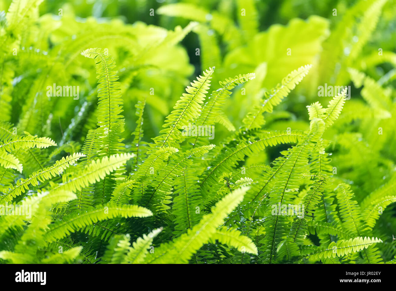 Green fern leaf growing hi-res stock photography and images - Alamy