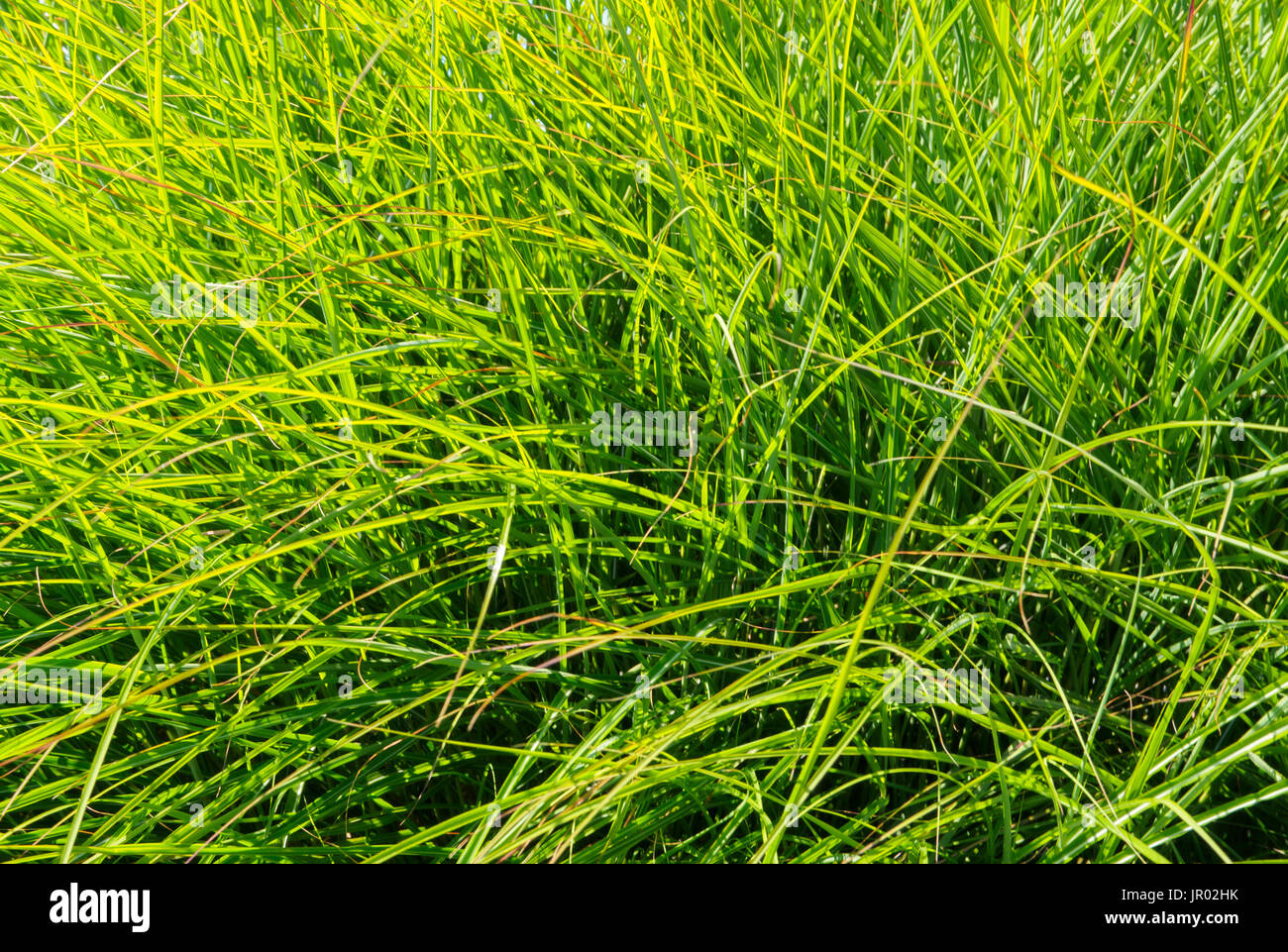 Bright Green Grass Texture Background Stock Photo - Alamy