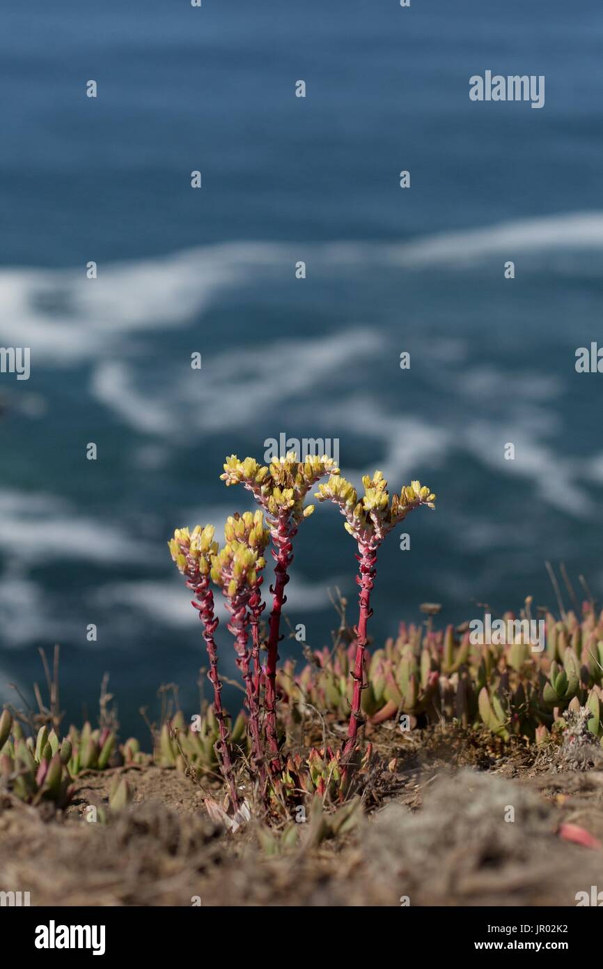 Plants Growing On Cliff High Resolution Stock Photography and Images ...