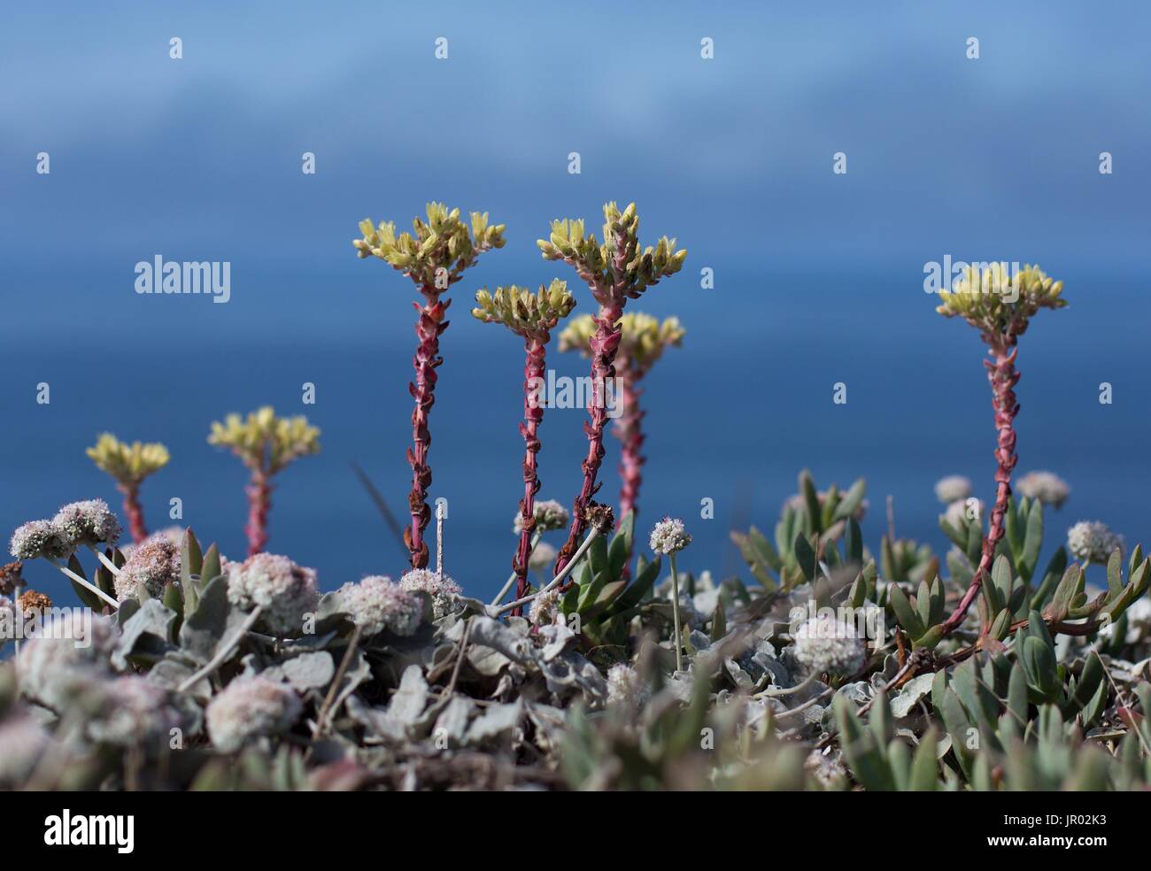 Succulent plants of the us hi-res stock photography and images - Alamy