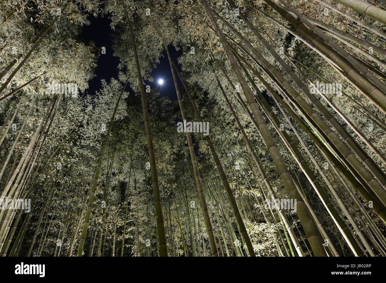 Moonlight through trees hi-res stock photography and images - Alamy