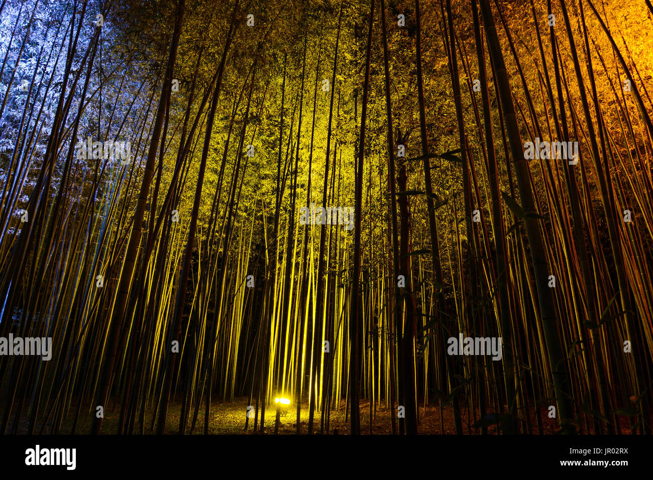 Bamboo forest at sagano arashiyama kyoto hi-res stock photography and ...