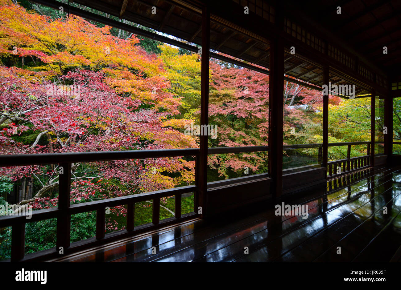 Maple trees in fall color seen through rustic Japanese windows during ...