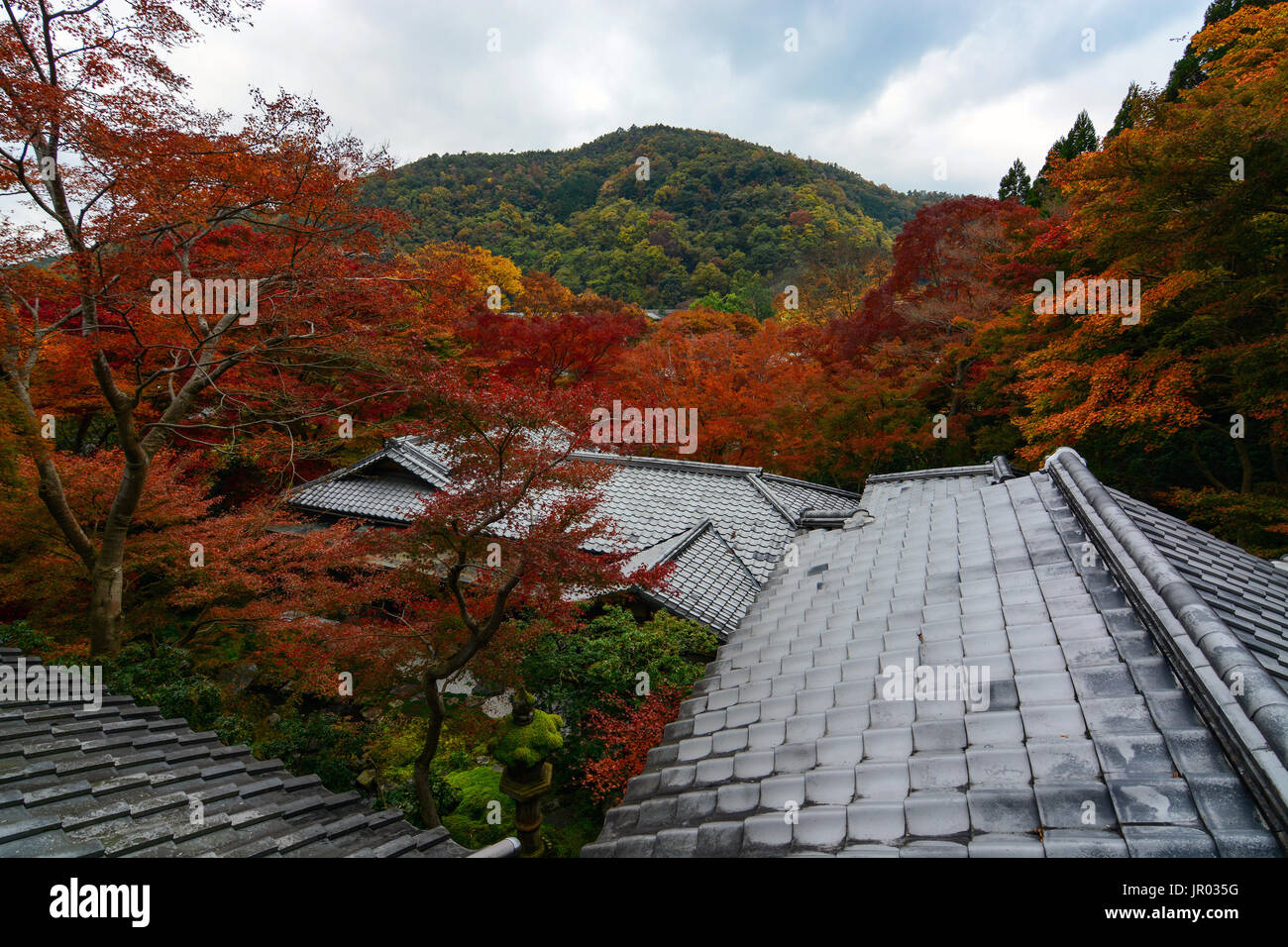Forest of maple trees in fall color rising above temple rooftops during ...