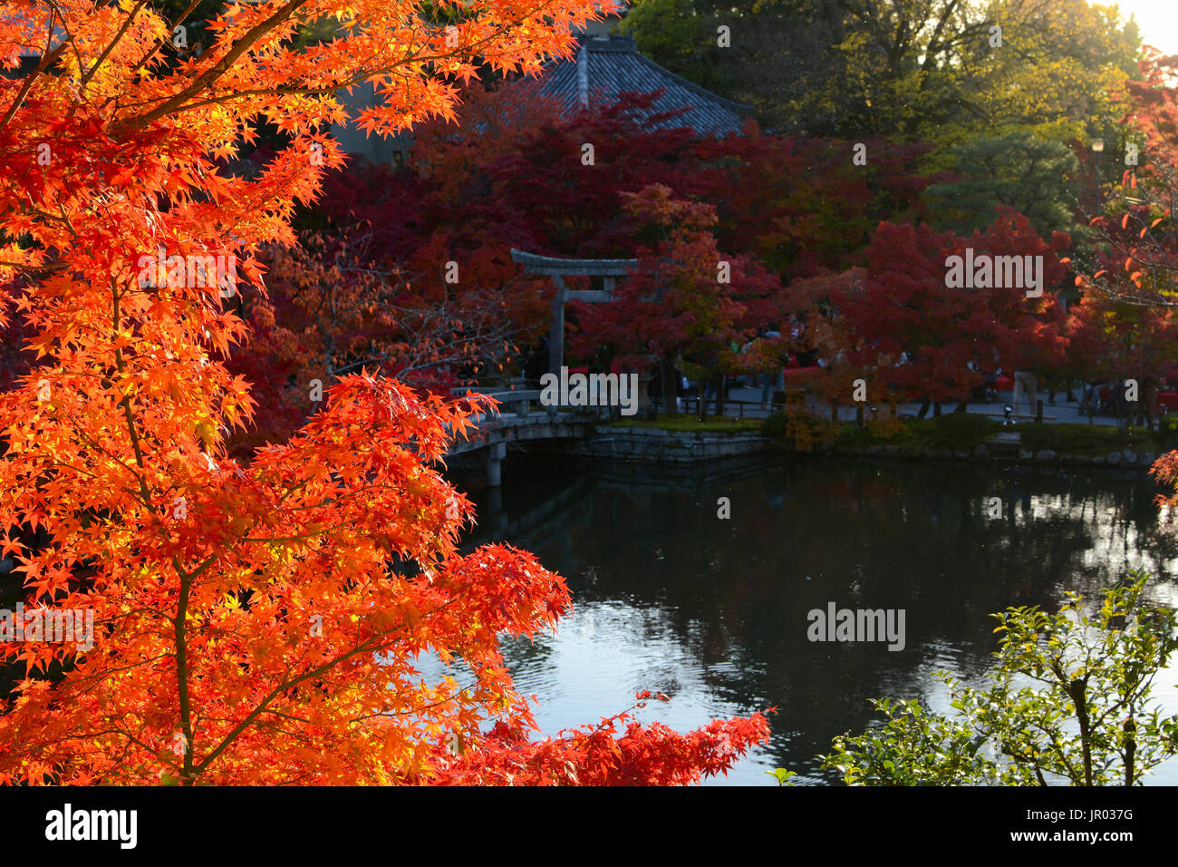 Fall maple leaves glowing bright red in the evening autumn sun by a ...
