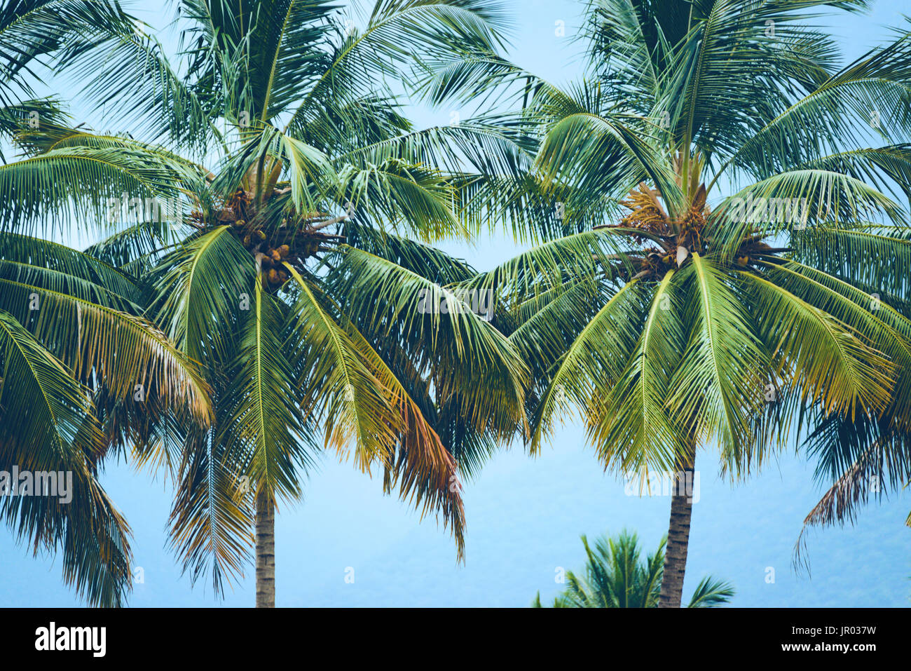 Asian coconut tree hi-res stock photography and images - Alamy