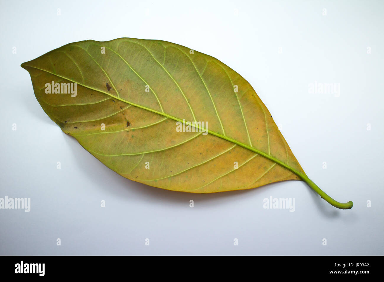 Jackfruit disease hi-res stock photography and images - Alamy