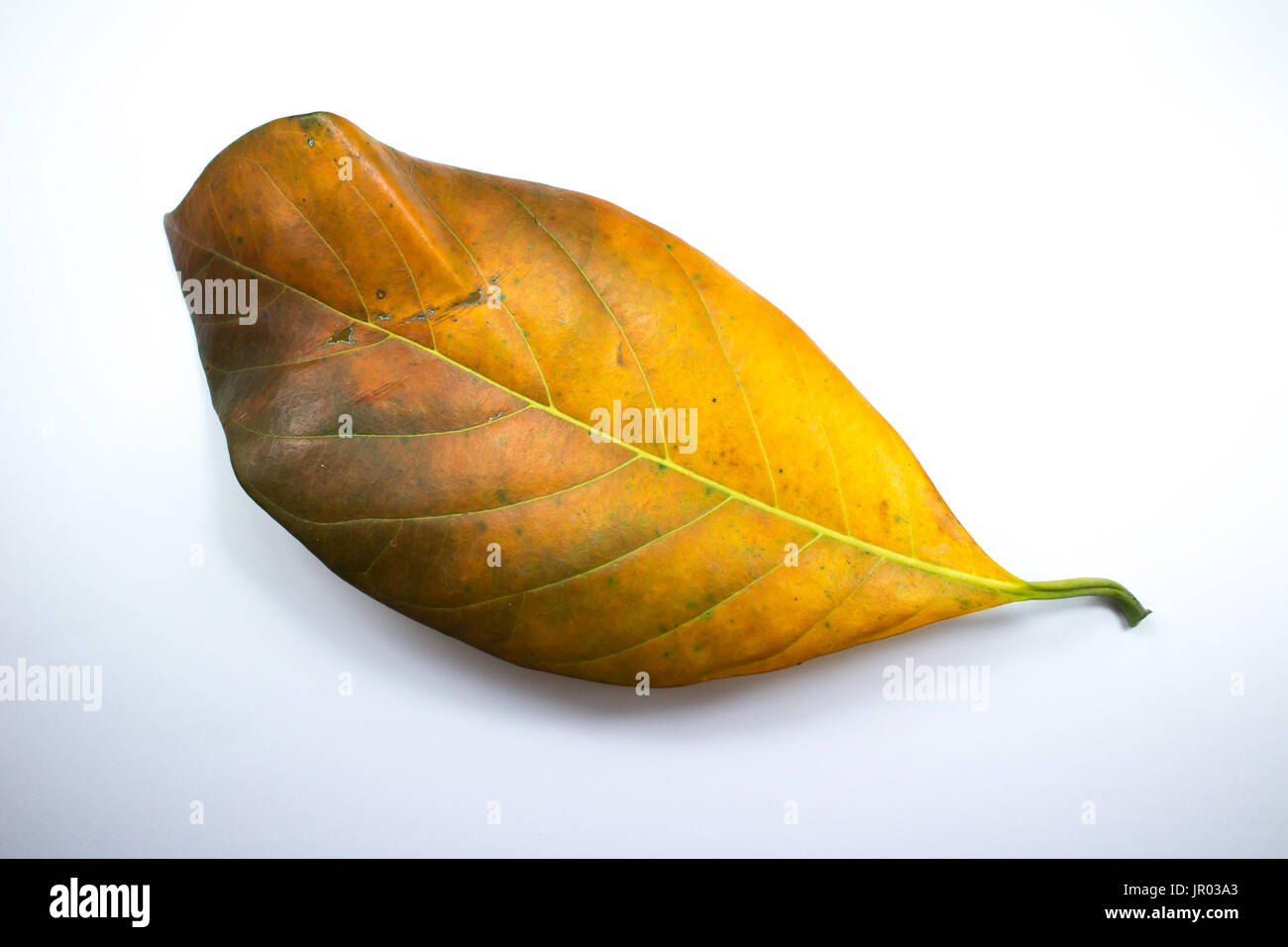 Disease jackfruit leaf isolate on white background with clipping path ...