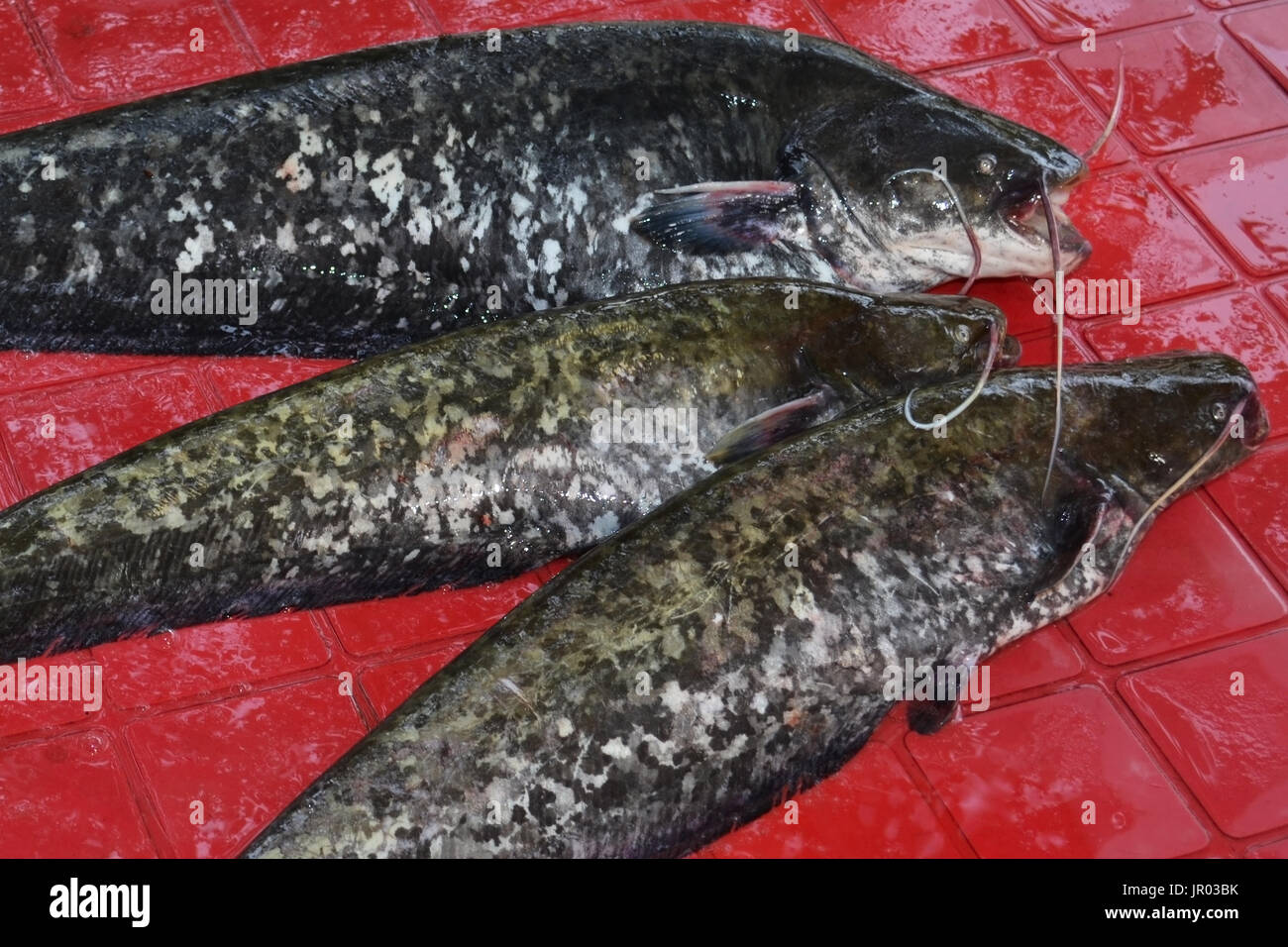 Danube catfish hi-res stock photography and images - Alamy