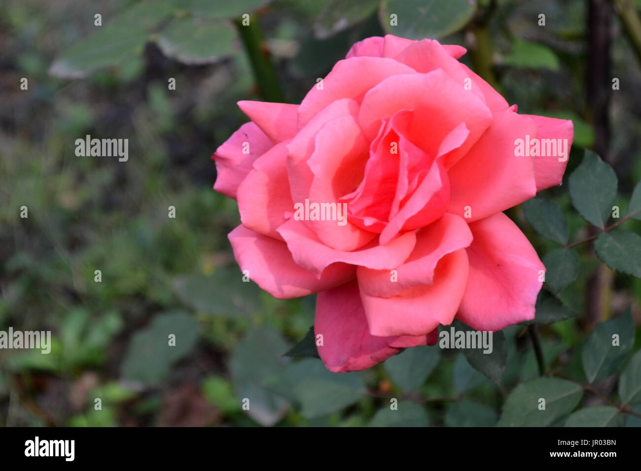 Red roses every day 3 Stock Photo - Alamy