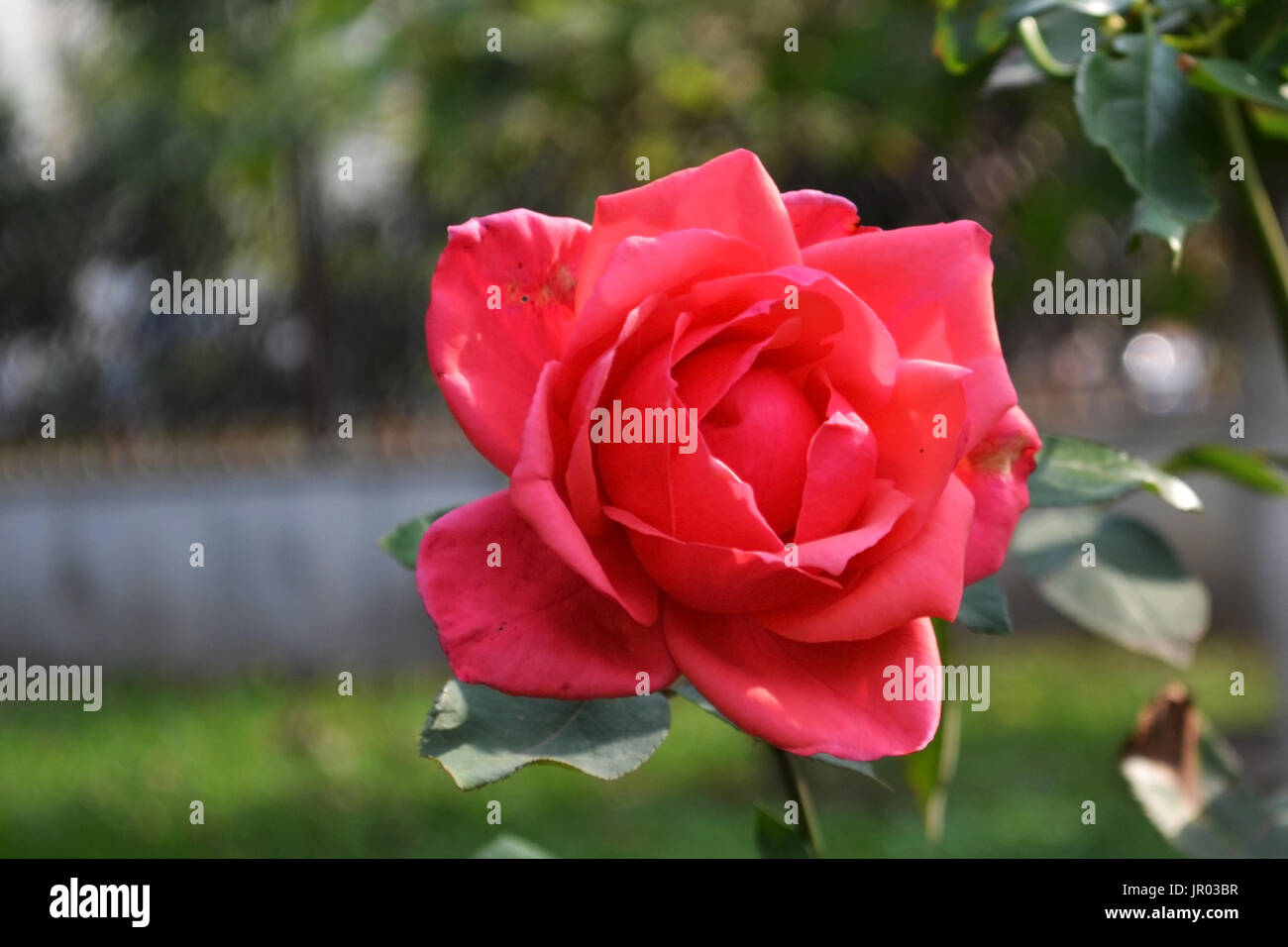 Red roses every day 2 Stock Photo - Alamy