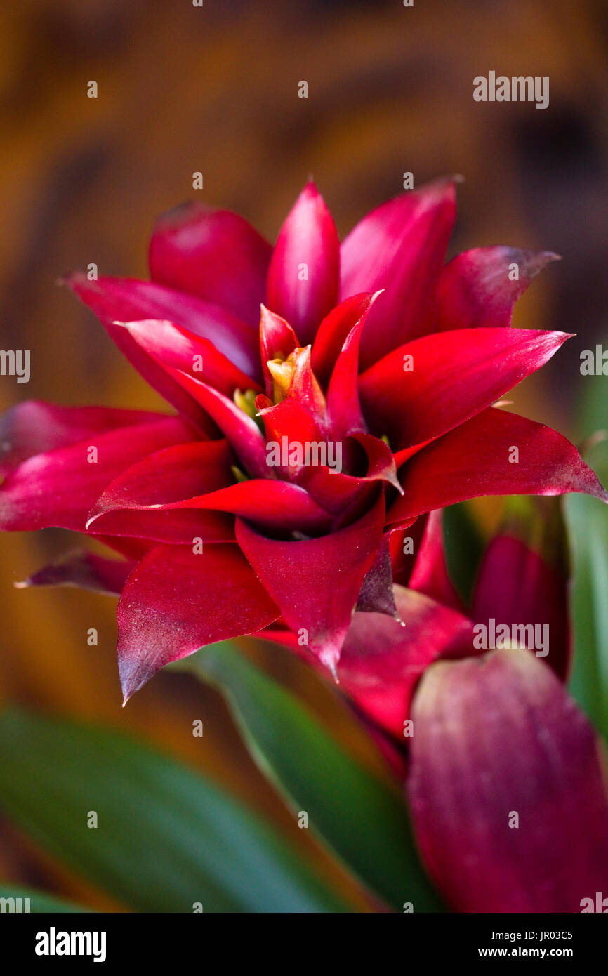 Tropical bromeliad hi-res stock photography and images - Alamy