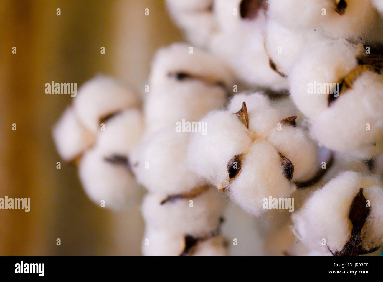 Texas cotton plant hi-res stock photography and images - Alamy