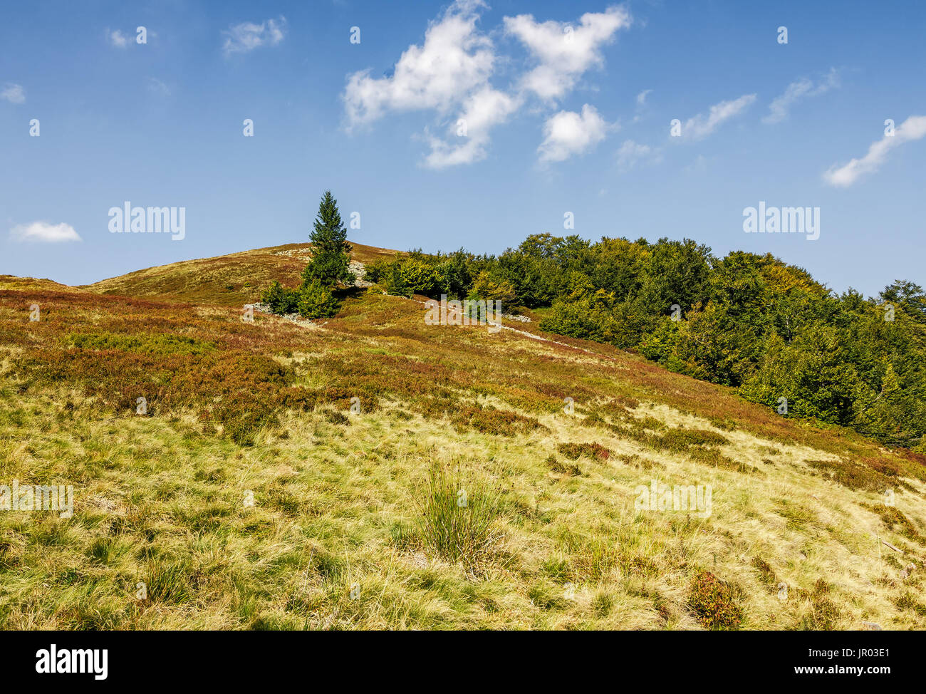 spruce tree on a grassy meadow of the hill. warm and calm weather under ...