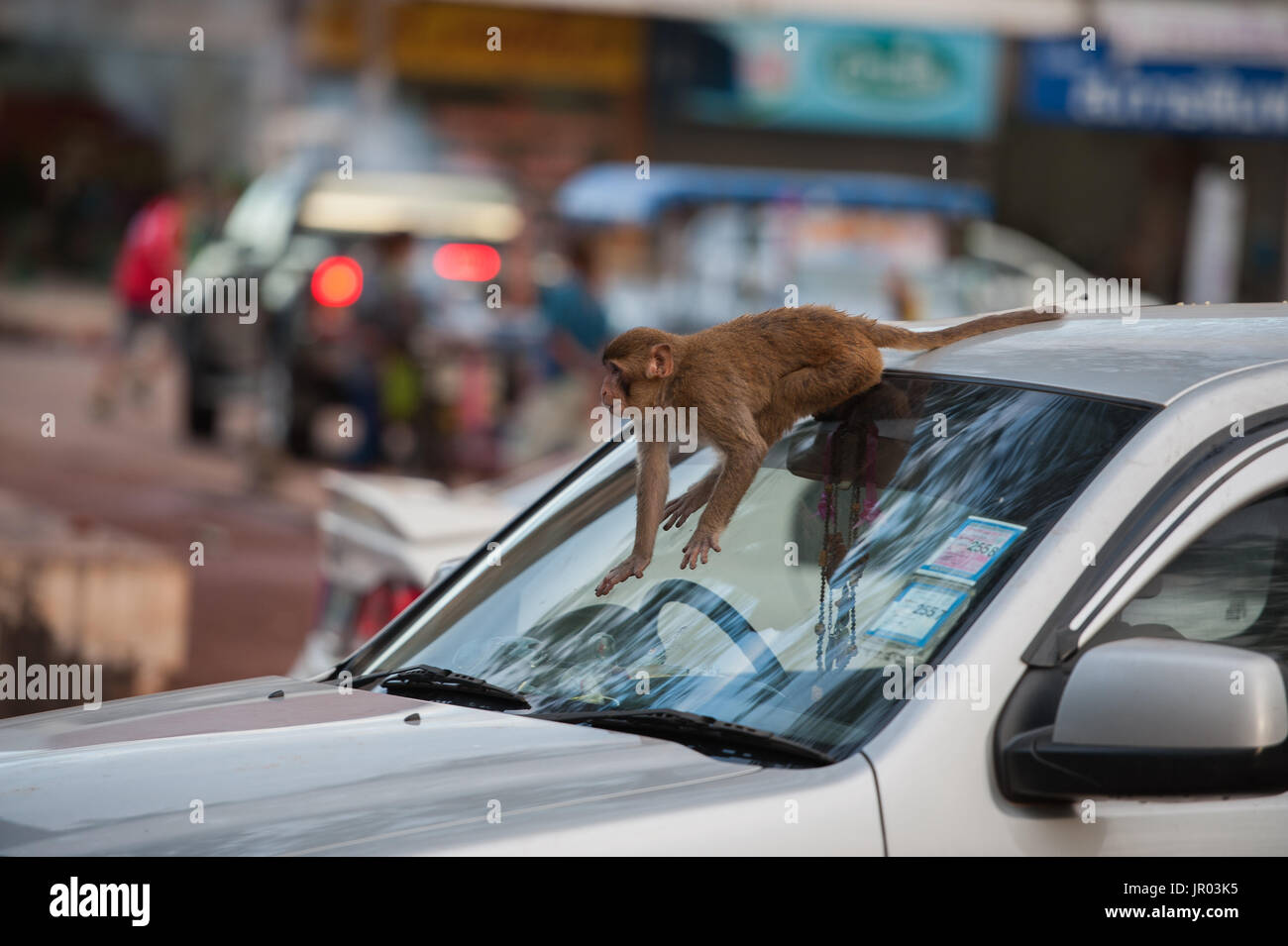 Free range monkeys hi-res stock photography and images - Alamy