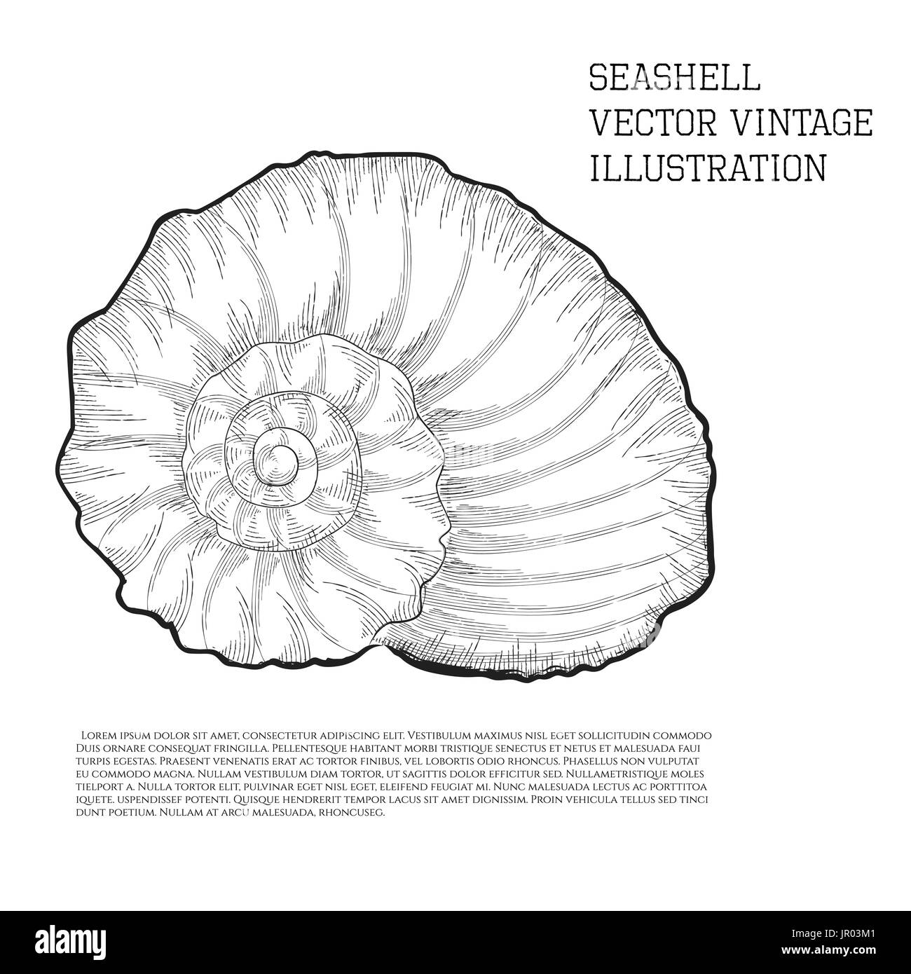 Stylized shell hi-res stock photography and images - Alamy