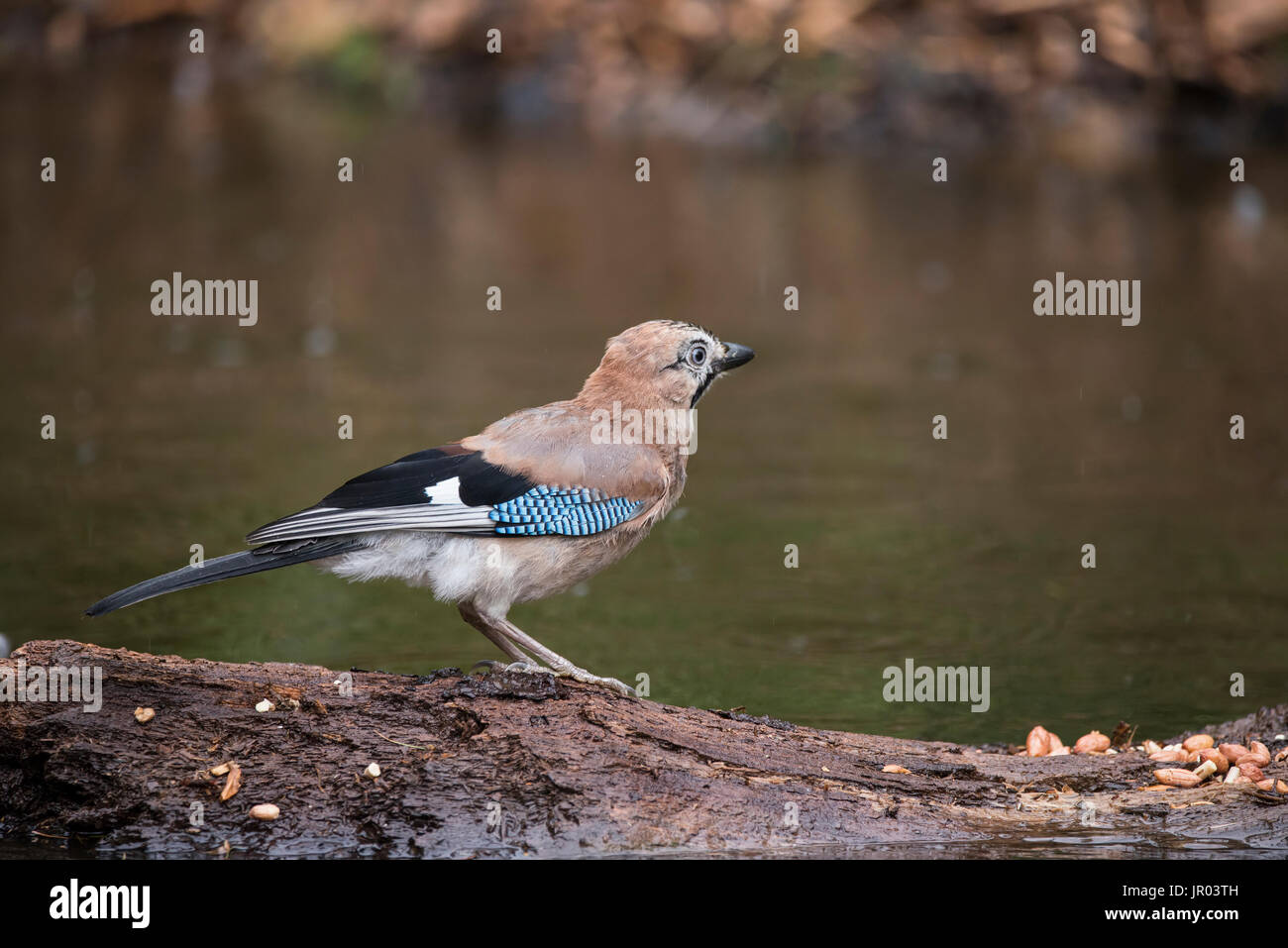 Beautiful Jay bird Garrulus Glandarius on tree stump in woodland ...