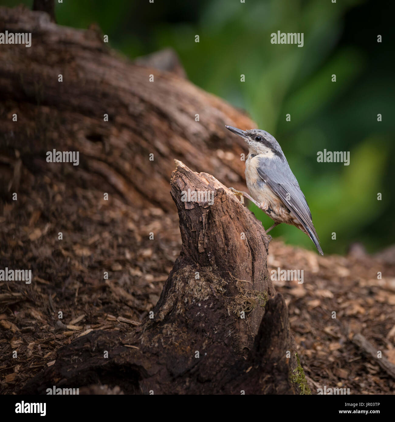 Beautiful Nuthatch bird Sitta Sittidae on tree stump in woodland ...