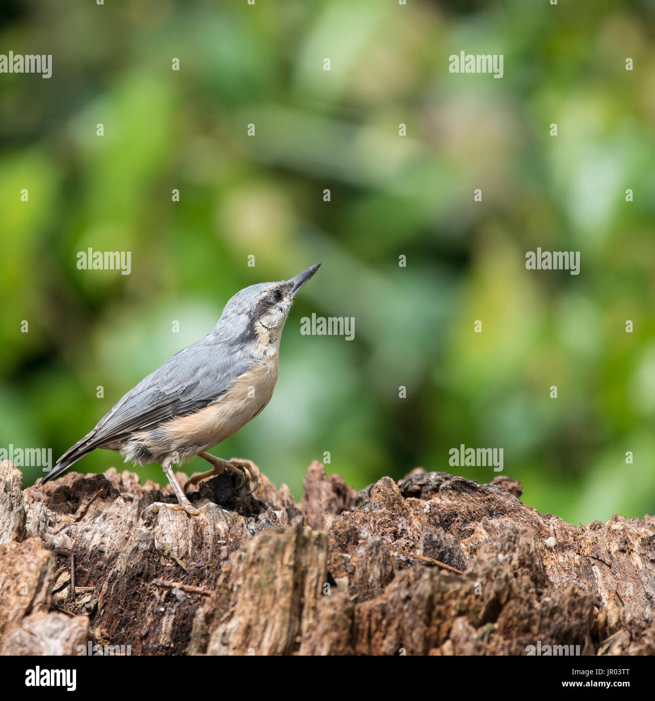 Beautiful Nuthatch bird Sitta Sittidae on tree stump in woodland ...