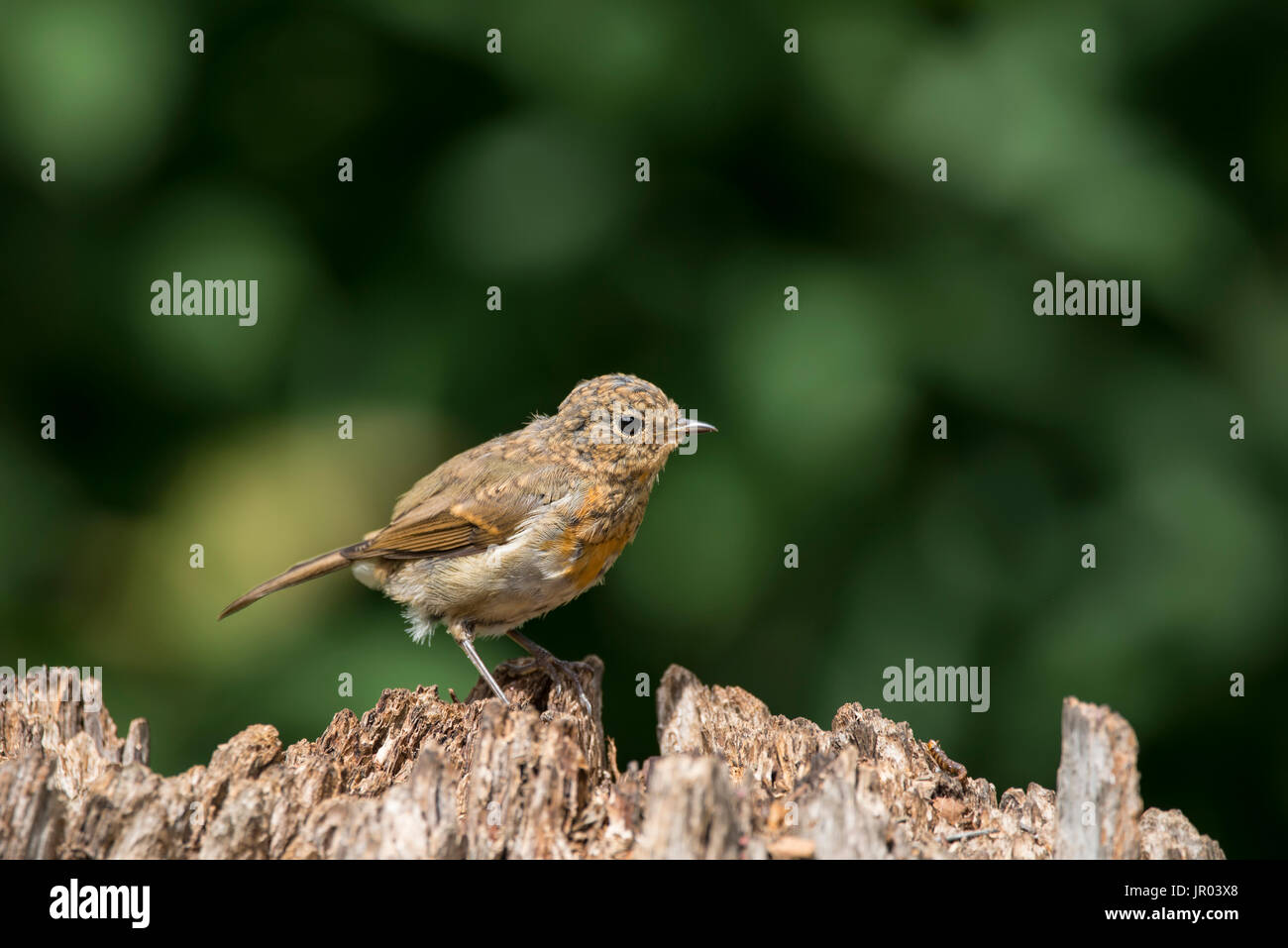 Juvenile robin hi-res stock photography and images - Alamy