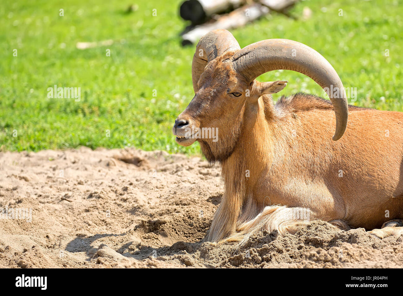 Barbary sheep a portrait Stock Photo - Alamy