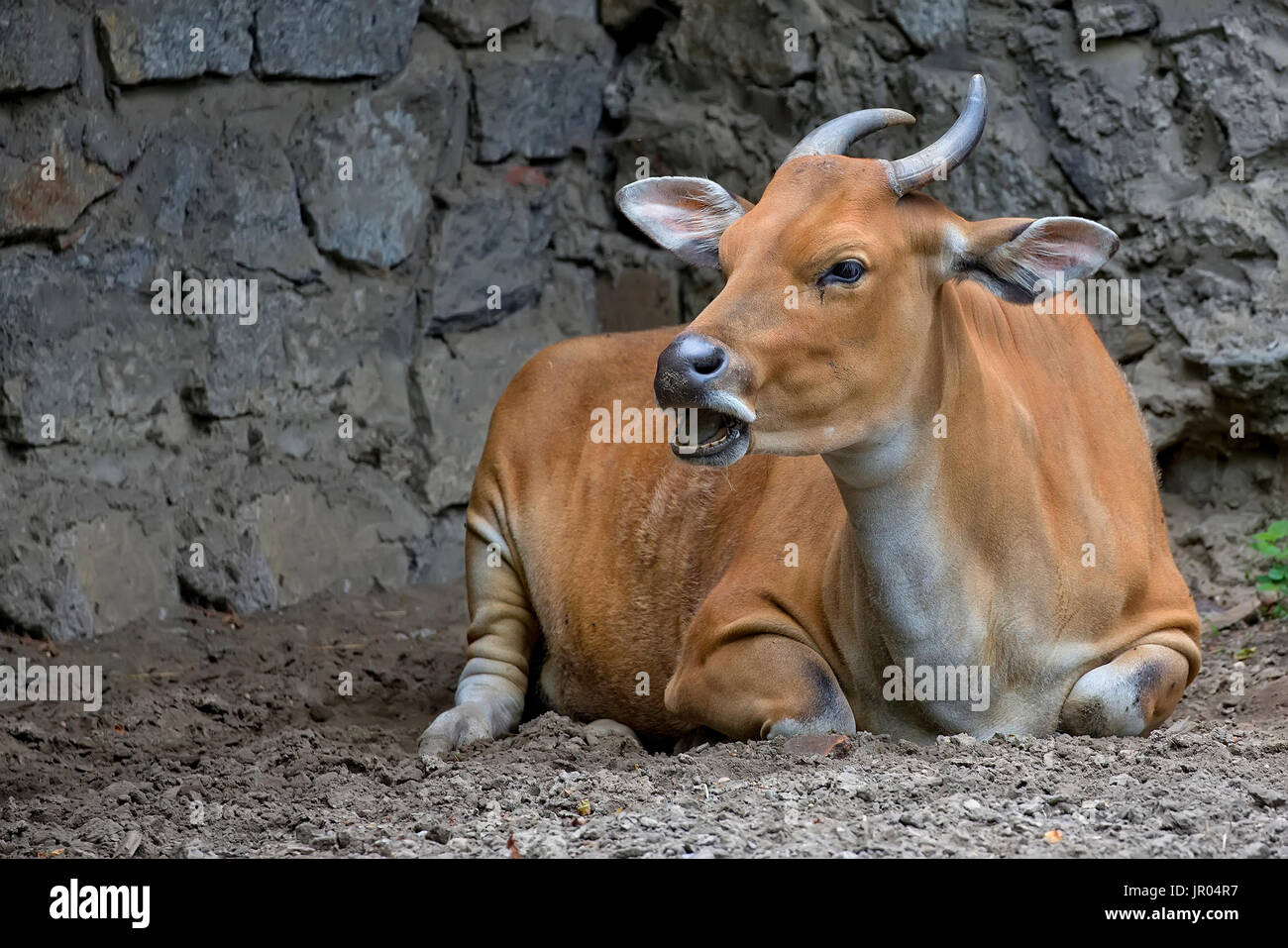 Banteng hi-res stock photography and images - Alamy