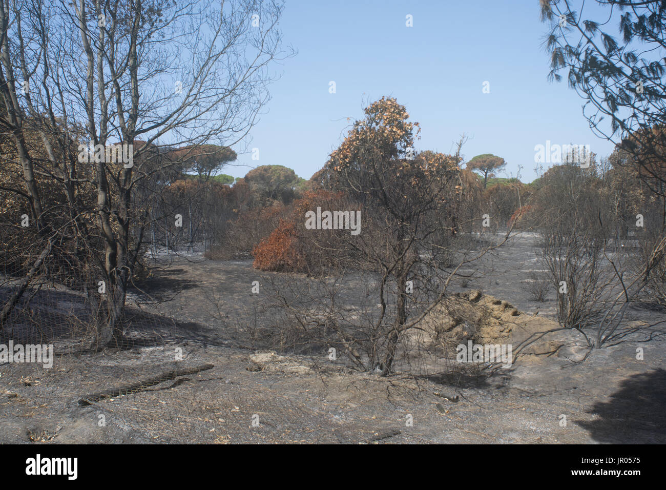 pinewood of Castel Fusano at Rome as appears after the terrible blaze ...