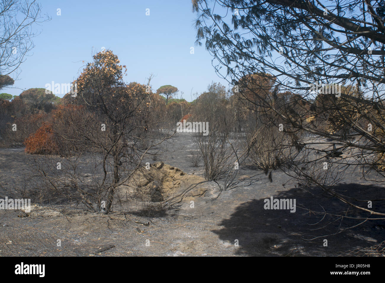 pinewood of Castel Fusano at Rome as appears after the terrible blaze ...